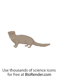 Free Small Indian mongoose Icons, Symbols & Images | BioRender