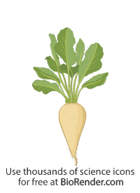Free Sugar beet Icons, Symbols & Images | BioRender
