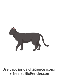 Free Cat (lateral) Icons, Symbols & Images | BioRender