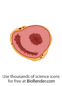Free Heart (cross-section, transverse 2) Icons, Symbols & Images ...