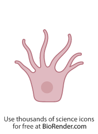 Free Endothelial tip cell Icons, Symbols & Images | BioRender