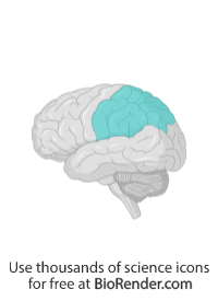 Free Brain (lateral view, parietal lobe) Icons, Symbols & Images ...