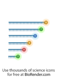 Free DNA sample (fluorescent label) Icons, Symbols & Images | BioRender