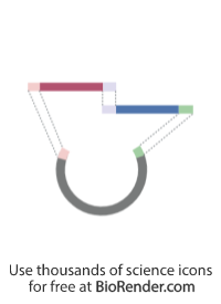 Free Gibson assembly Icons, Symbols & Images | BioRender