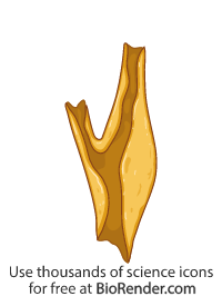Free Carotid body (plaque) Icons, Symbols & Images | BioRender