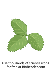 Free Strawberry plant (mature leaves) Icons, Symbols & Images | BioRender