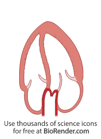Free Heart (echocardiogram, 5 chamber view) Icons, Symbols & Images ...