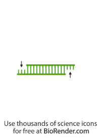 Free DNA (with sticky ends 1) Icons, Symbols & Images | BioRender