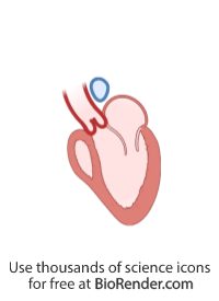 Free Heart (cross-section, PLAX, with blood)) Icons, Symbols & Images ...