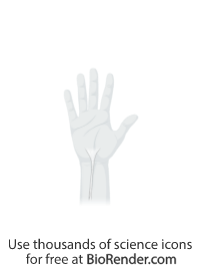 Free Hand and wrist (palmar view, with palmaris longus tendon) Icons ...