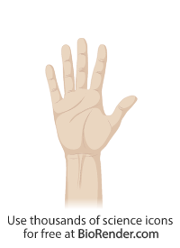 Free Hand and wrist (palmar view, with palmaris longus tendon) Icons ...