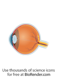 Free Eye (sagittal, macular edema) Icons, Symbols & Images | BioRender