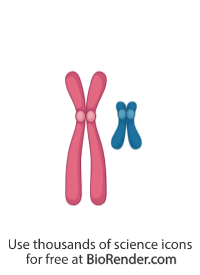 Free XY chromosomes Icons, Symbols & Images | BioRender