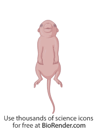 Free Mouse pup (ventral, cross-extensor reflex) Icons, Symbols & Images ...