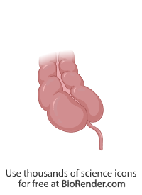 Free Appendix Icons, Symbols & Images | BioRender