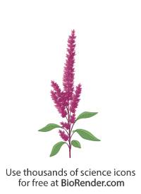 Free Amaranthus plant Icons, Symbols & Images | BioRender