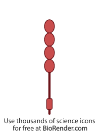 Free Receptors and Ligands Icons, Symbols & Images | BioRender