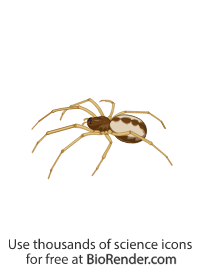 Free Spider (Linyphiidae) Icons, Symbols & Images | BioRender