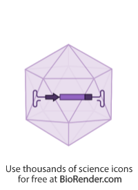 Free Adeno-associated virus with gene (schematic) Icons, Symbols ...