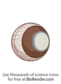 Free Mouse eye (cauterized) Icons, Symbols & Images | BioRender