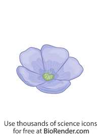 Free Flax plant (flower) Icons, Symbols & Images | BioRender