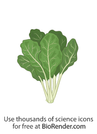 Free Swiss chard (Beta vulgaris) Icons, Symbols & Images | BioRender
