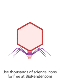 Free Bacteriophage (podoviridae, injecting) Icons, Symbols & Images | BioRender