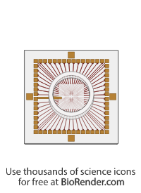 Free Microelectrode array Icons, Symbols & Images | BioRender