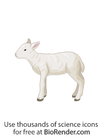 Free Lamb Icons, Symbols & Images | BioRender