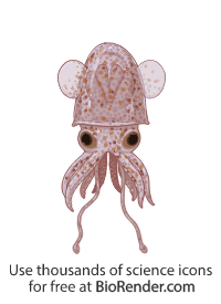 Free Hawaiian bobtail squid (Euprymna scolopes) Icons, Symbols & Images ...