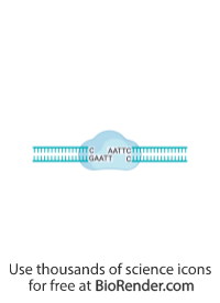 Free DNA (medium) Icons, Symbols & Images | BioRender