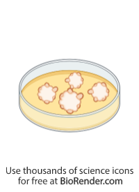 Free Petri dish with cancerous pancreatic organoids Icons, Symbols ...
