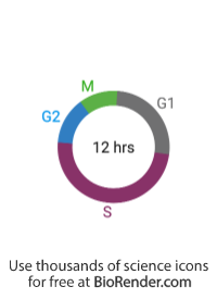 Free Cell cycle diagram 2 Icons, Symbols & Images | BioRender