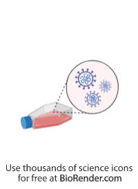 Free Cell culture flask (with SARS-CoV-2 replication in vero cells ...