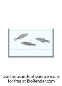 Free Zebrafish (in tank) Icons, Symbols & Images | BioRender