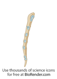 Free Sternum (lateral) Icons, Symbols & Images | BioRender