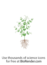 Free Pea plant (with roots) Icons, Symbols & Images | BioRender