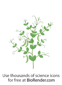 Free Pea plant Icons, Symbols & Images | BioRender