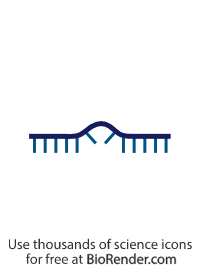 Free DNA (bulky lesion) Icons, Symbols & Images | BioRender