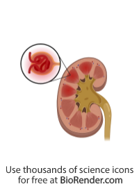 Free Kidney (glomerulonephritis) Icons, Symbols & Images | BioRender