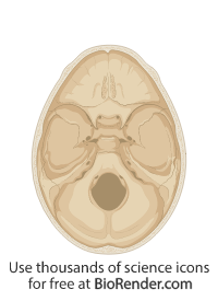 Free Skull (base, axial cut, dorsal) Icons, Symbols & Images | BioRender