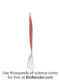 Extensor Digitorum Communis Posterior