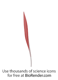 Free Extensor hallucis longus (anterior) Icons, Symbols & Images ...