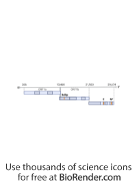 Free Viral genome (SARS-CoV-2) Icons, Symbols & Images | BioRender