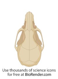 Free Mouse skull (dorsal) Icons, Symbols & Images | BioRender
