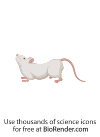 Free Rodents Icons, Symbols & Images | BioRender