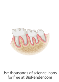 Free Mouse teeth (molars, gums) Icons, Symbols & Images | BioRender