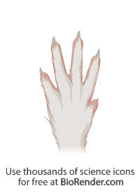 Free Mouse paw (front, dorsal) Icons, Symbols & Images | BioRender
