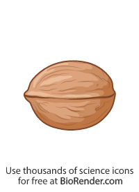 Free Walnut (shell) Icons, Symbols & Images | BioRender