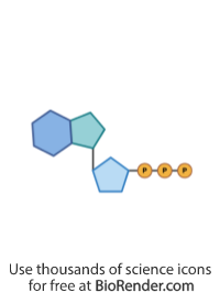Free Biochemistry Icons, Symbols & Images | BioRender